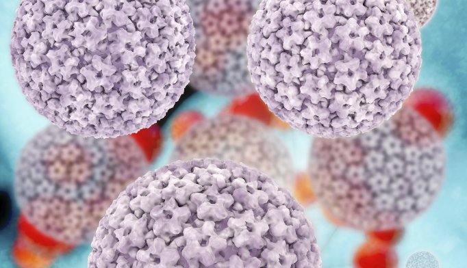 Oral Oral Oral Genital Hpv Transmission Routes Identified The
