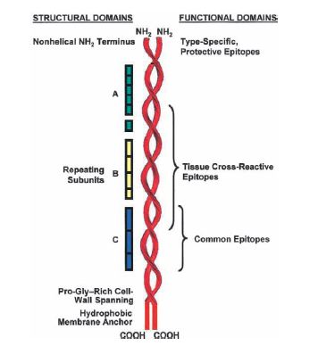 Streptocococcus pyogenes - The Clinical Advisor