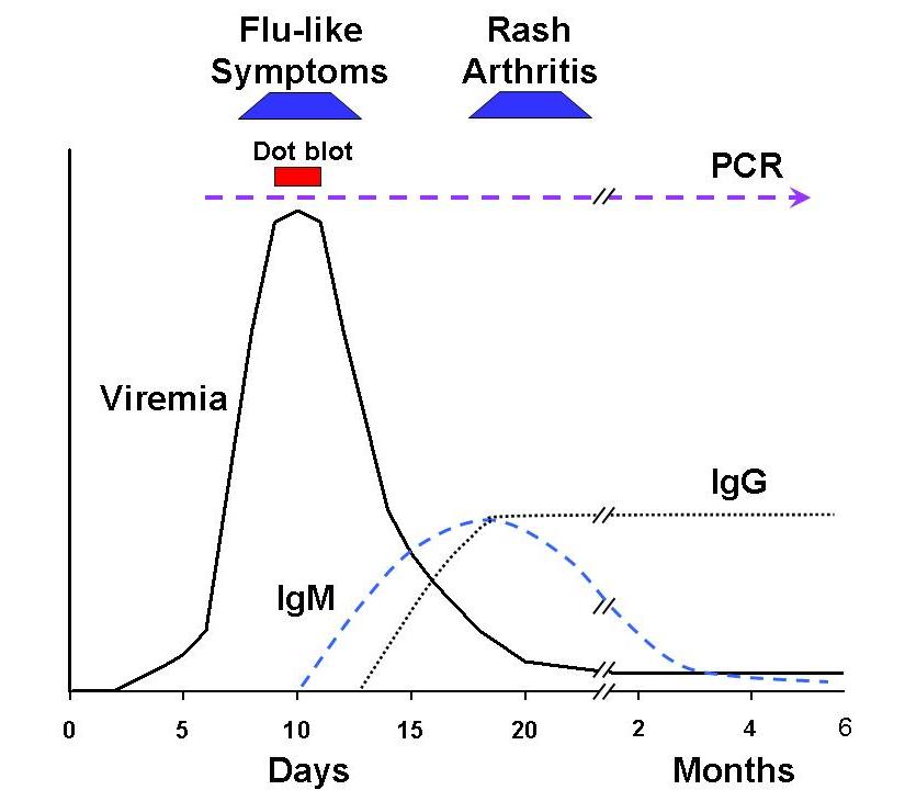 Parvovirus - The Clinical Advisor